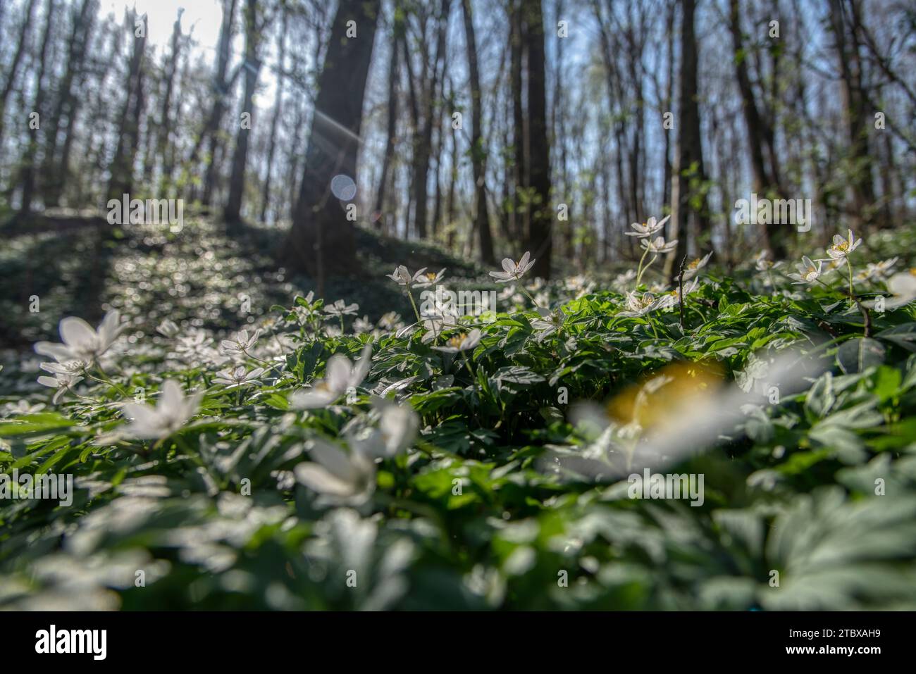 Birch forest in early spring. Early spring forest. Early spring forest ...