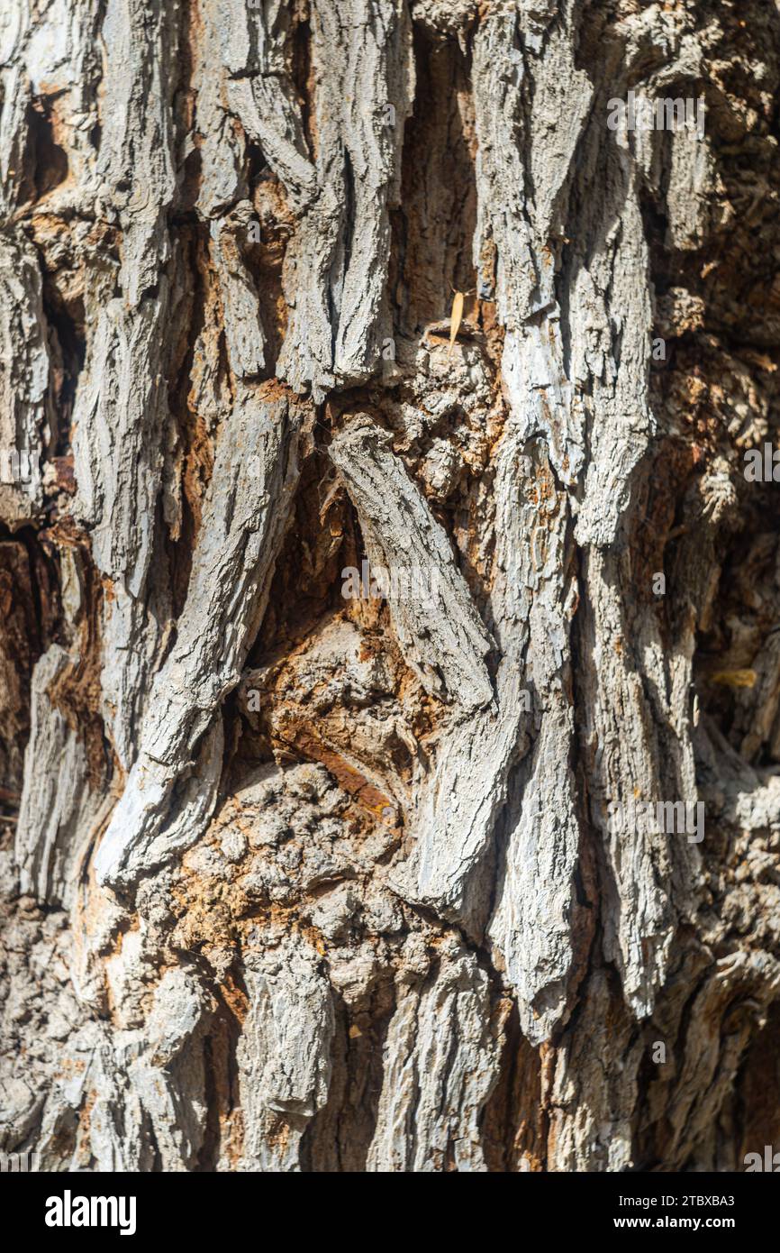 Granular material, solid wood with a structural surface for design ...