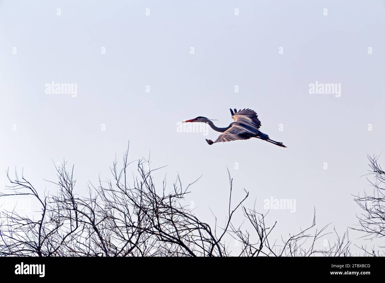 Wild animal in the Pont de Gau ornithological park, located near ...