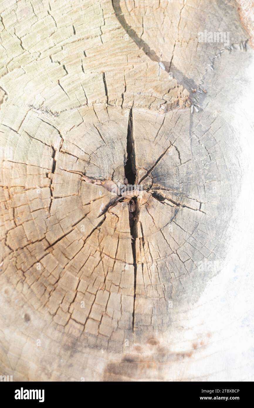 Granular material, solid wood with a structural surface for design ...