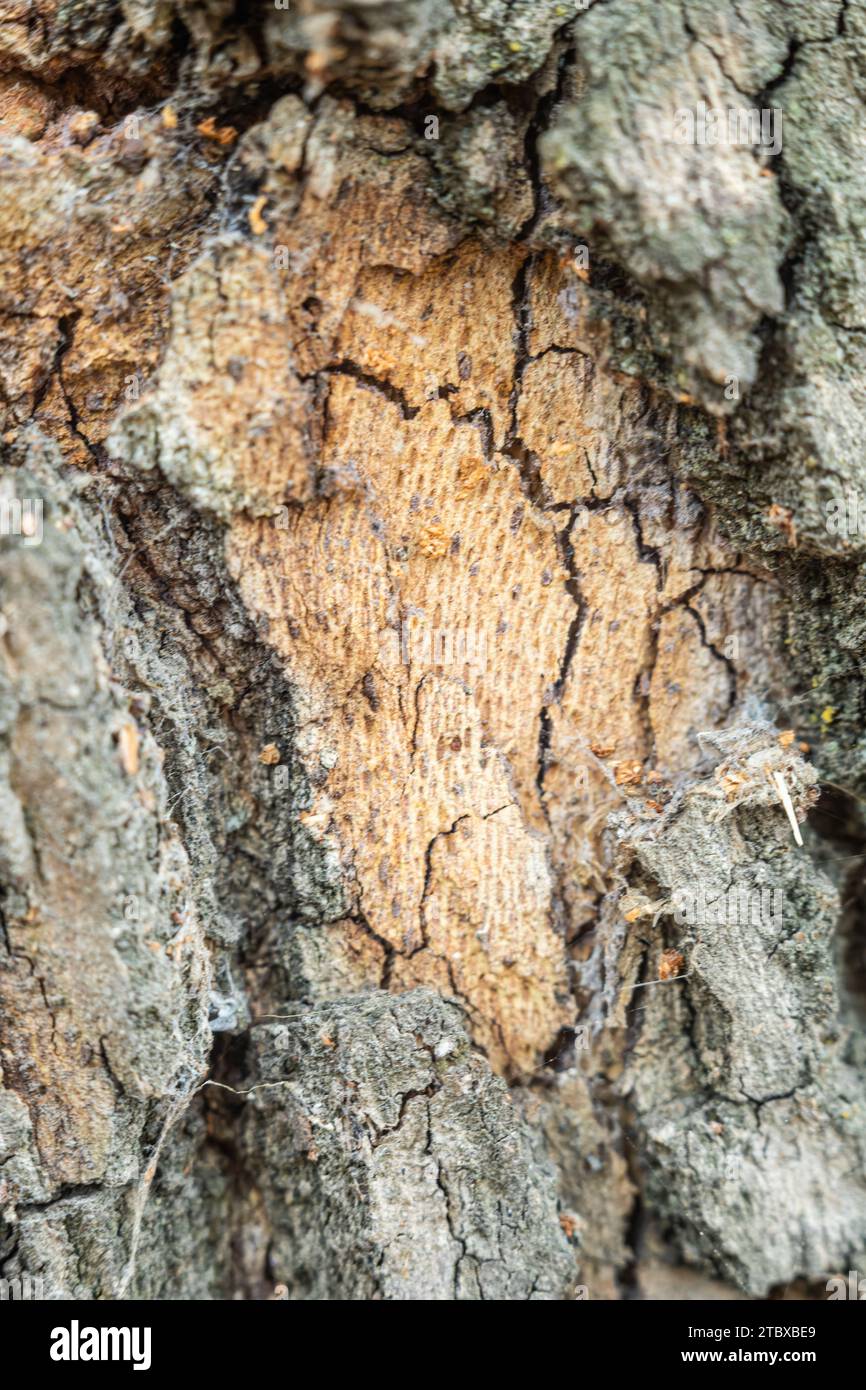 Granular material, solid wood with a structural surface for design ...