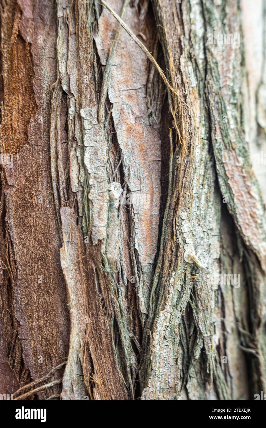 Granular material, solid wood with a structural surface for design ...