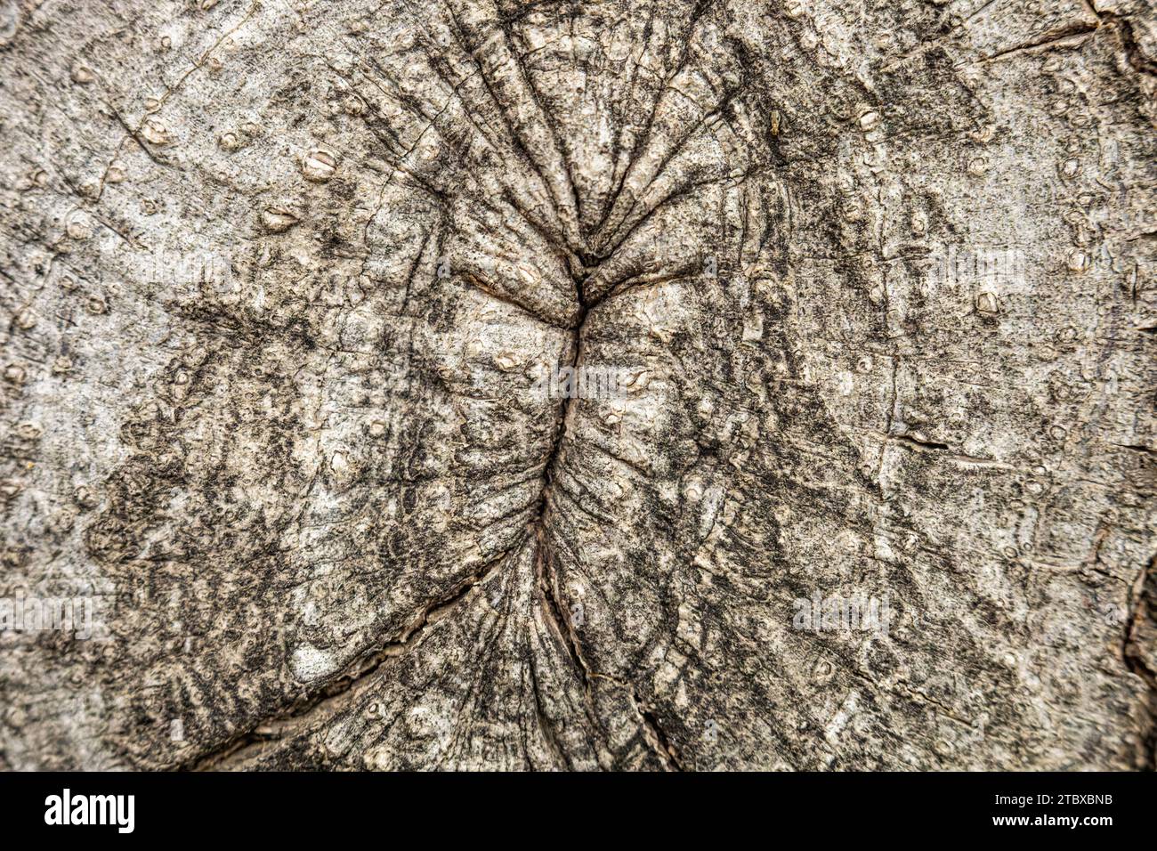 Granular material, solid wood with a structural surface for design ...