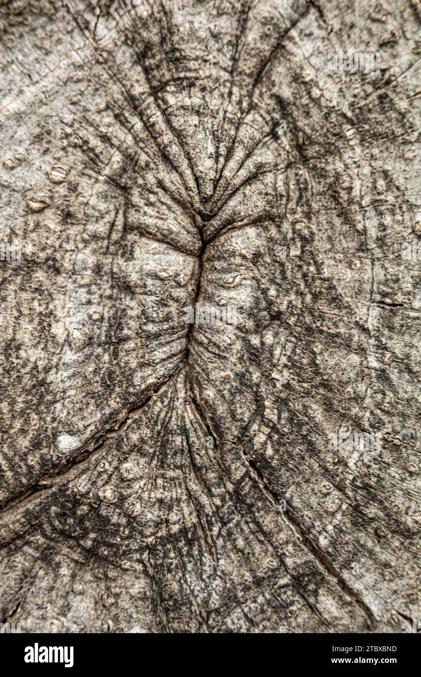 Granular material, solid wood with a structural surface for design ...