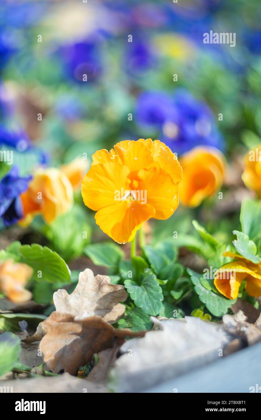 Flower photography beautiful landscape background screensaver Stock ...