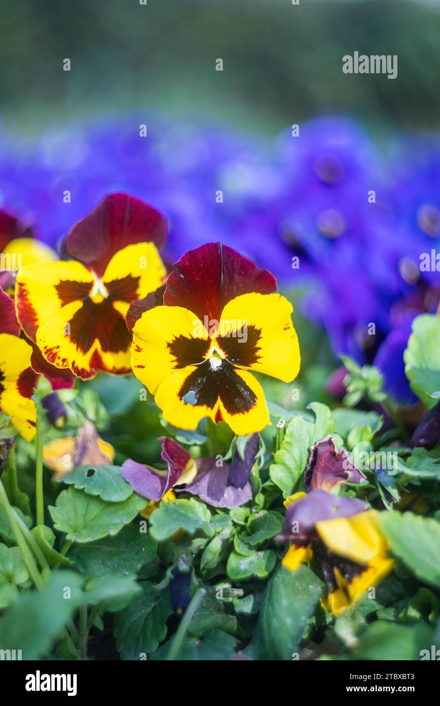 Flower photography beautiful landscape background screensaver Stock ...