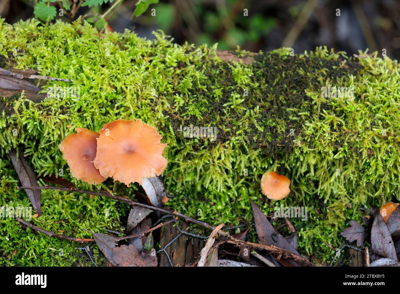 Winter season moss and fungi on side of board walk timber vivid green ...
