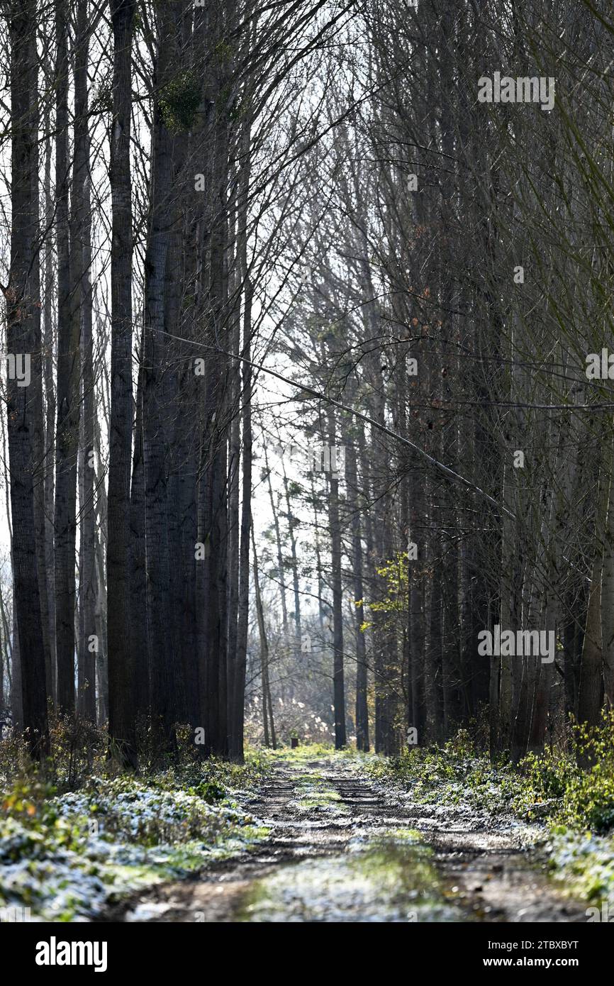 Pathway through leafless forest trees with light snow, near Danube ...