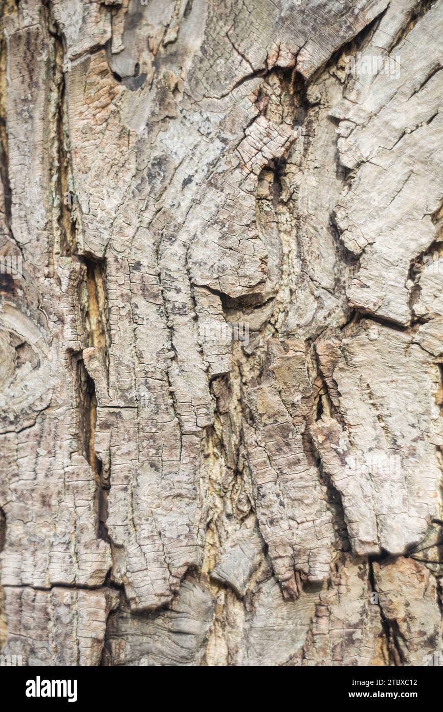 Granular material, solid wood with a structural surface for design ...