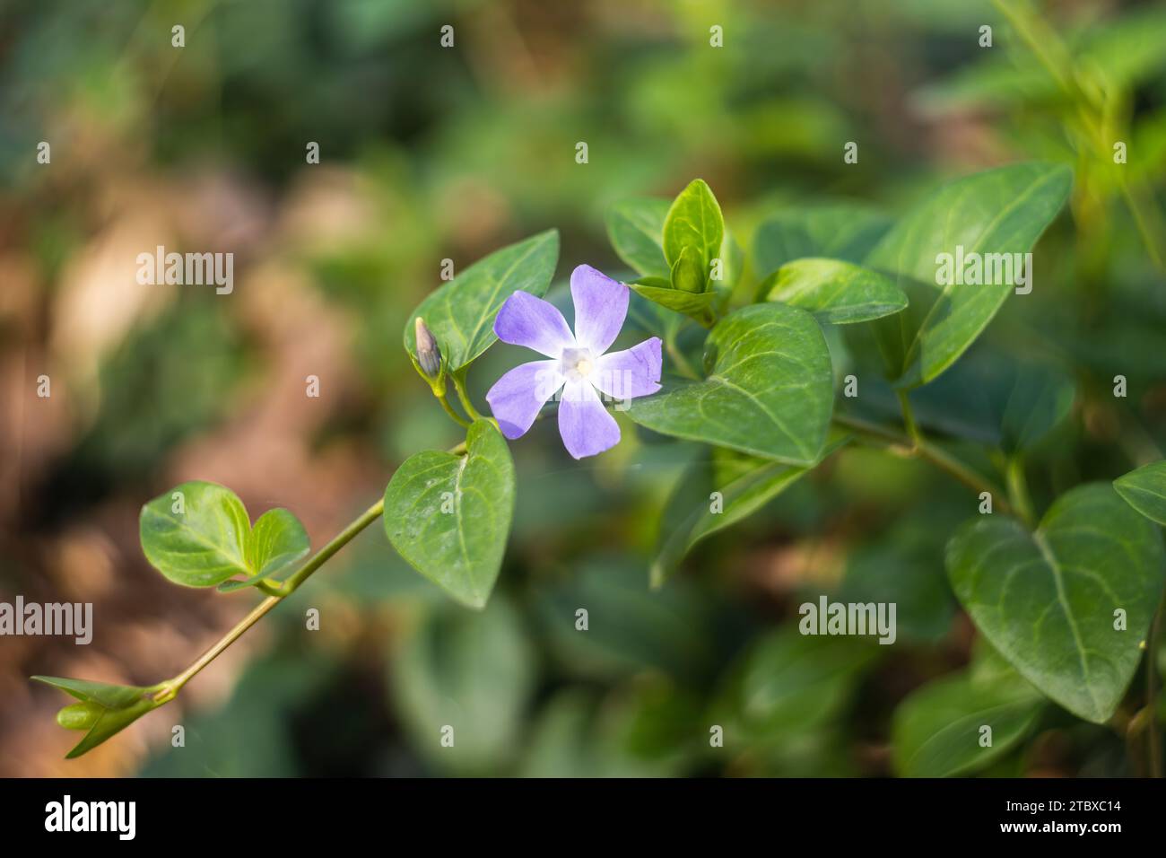 Flower photography beautiful landscape background screensaver Stock ...