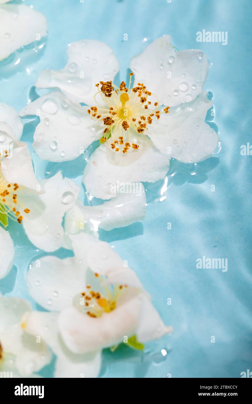 beautiful images of flowers on water, flowers and water wallpapers ...