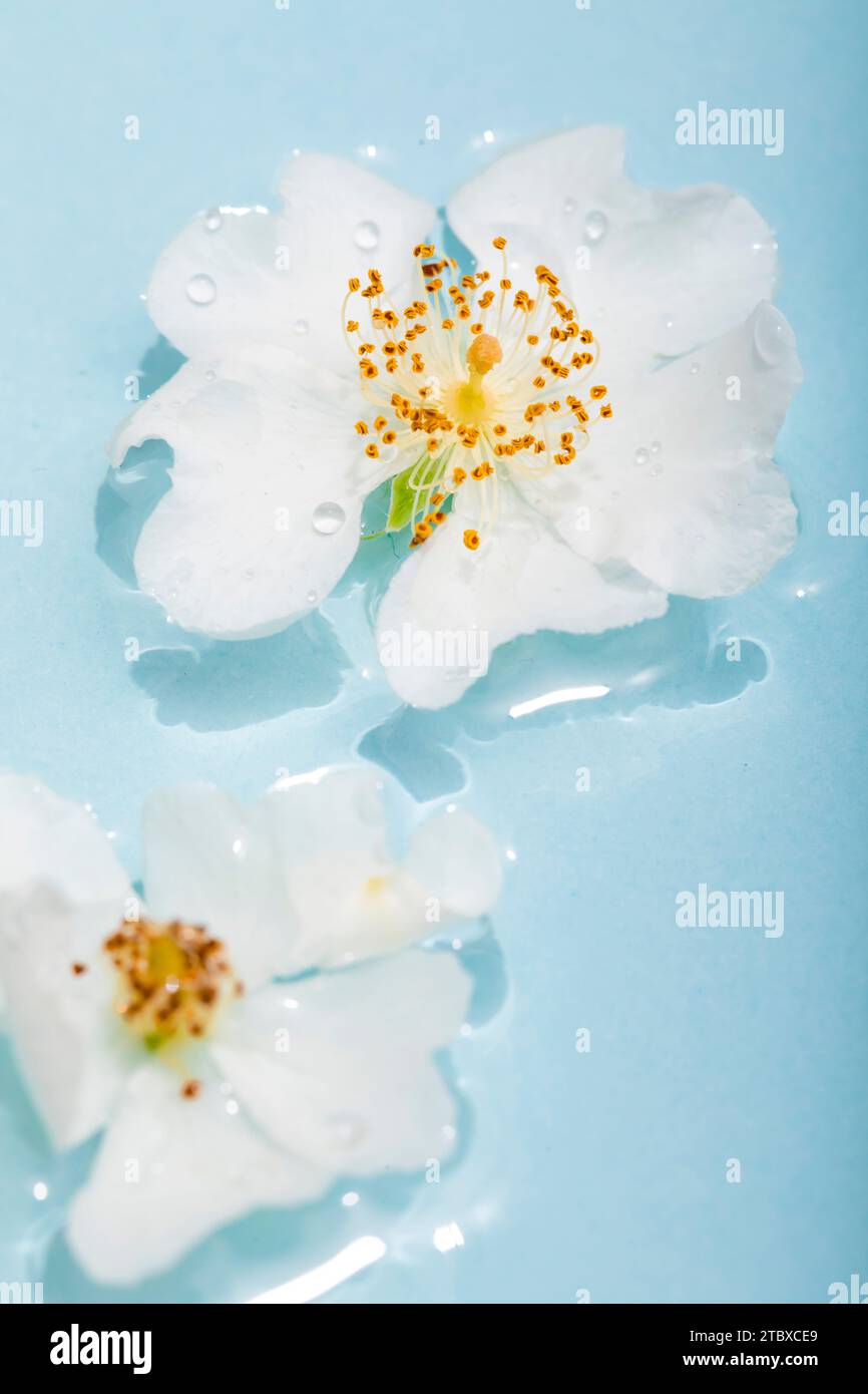 beautiful images of flowers on water, flowers and water wallpapers ...