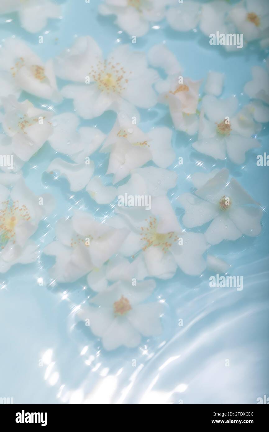 beautiful images of flowers on water, flowers and water wallpapers ...