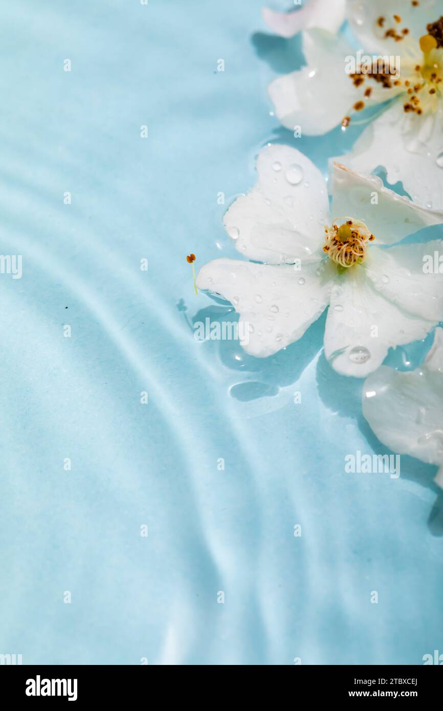 beautiful images of flowers on water, flowers and water wallpapers ...