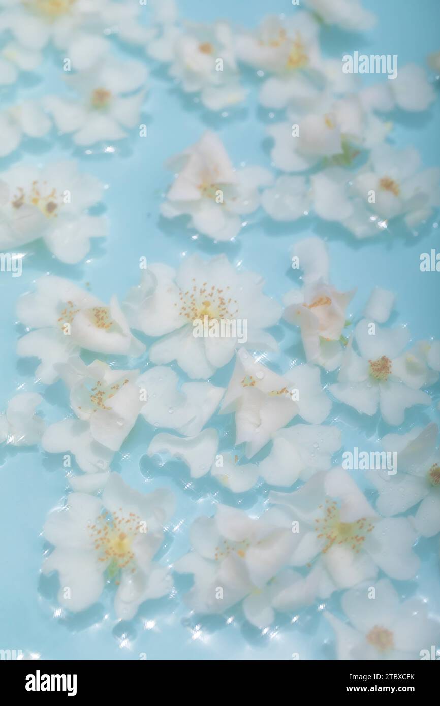 beautiful images of flowers on water, flowers and water wallpapers ...