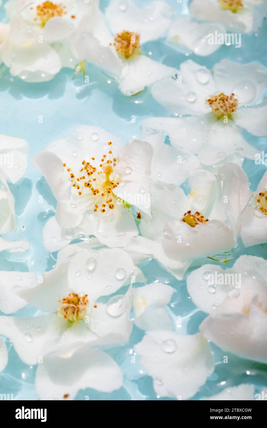 beautiful images of flowers on water, flowers and water wallpapers ...