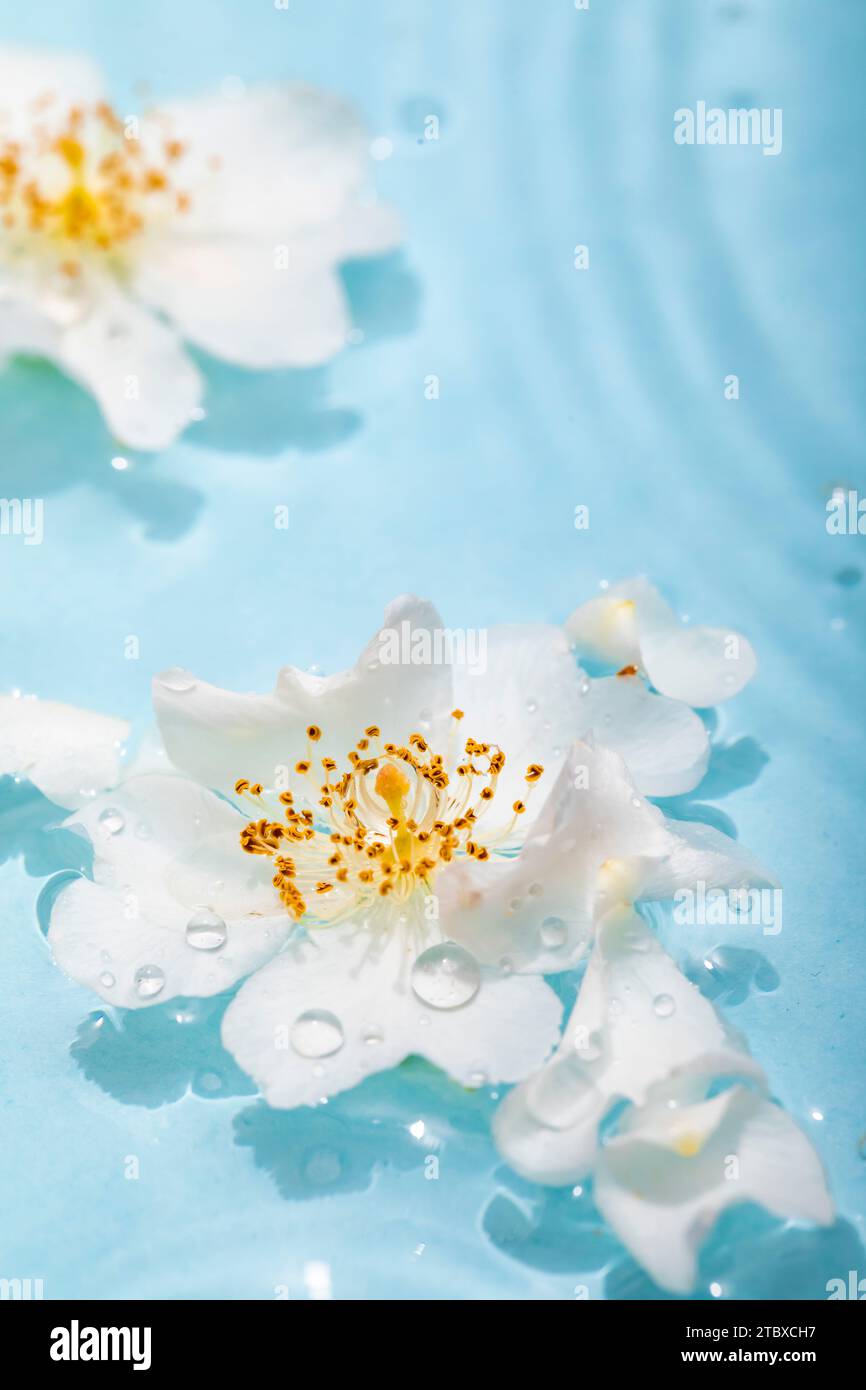 beautiful images of flowers on water, flowers and water wallpapers ...