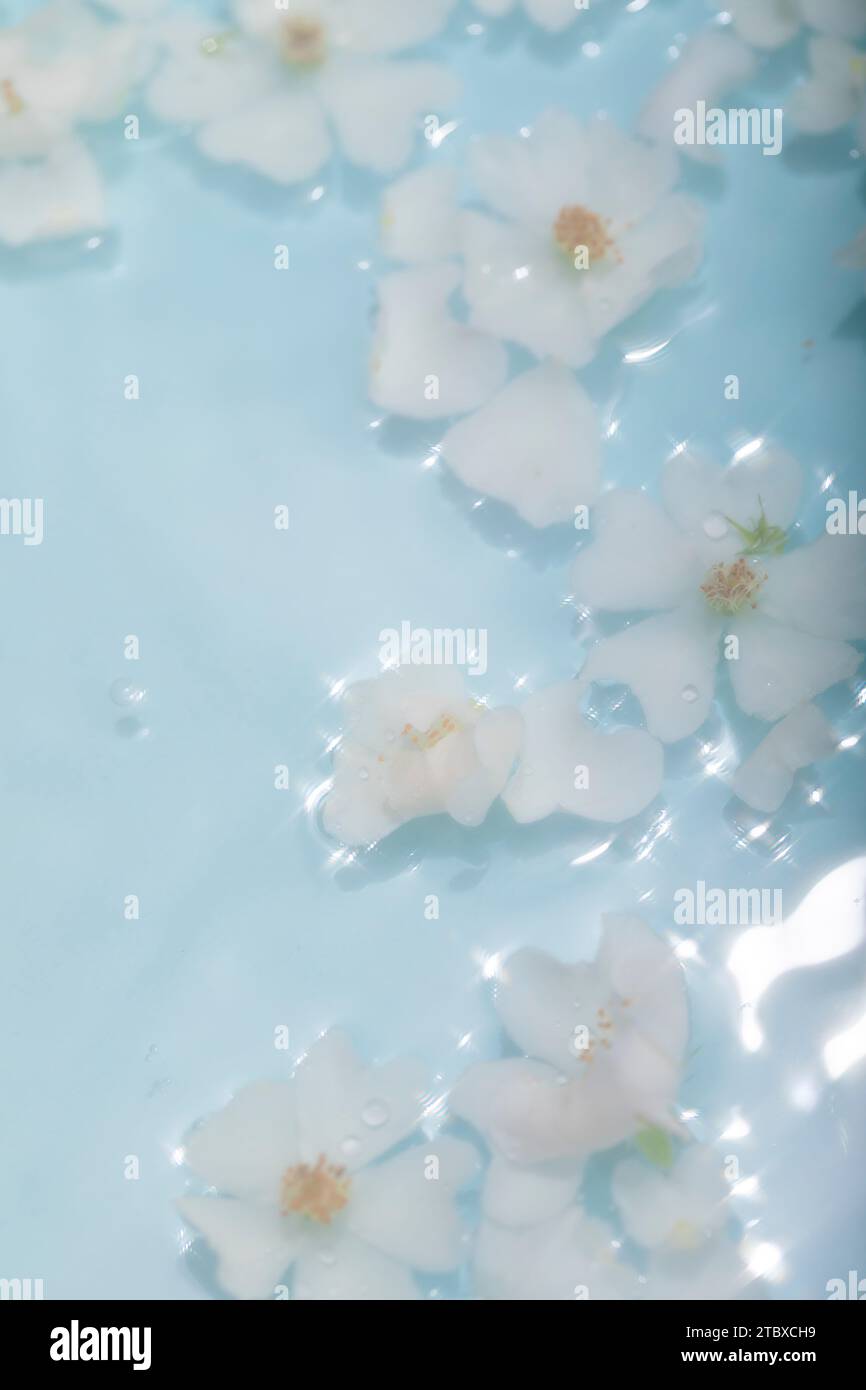 beautiful images of flowers on water, flowers and water wallpapers ...