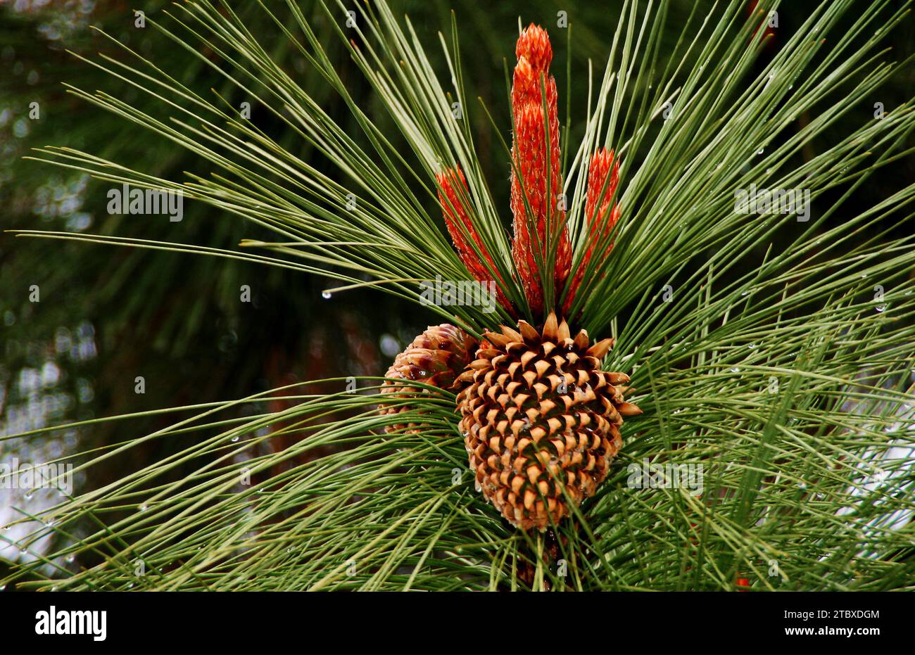 Pine cone with rain drops Stock Photo - Alamy