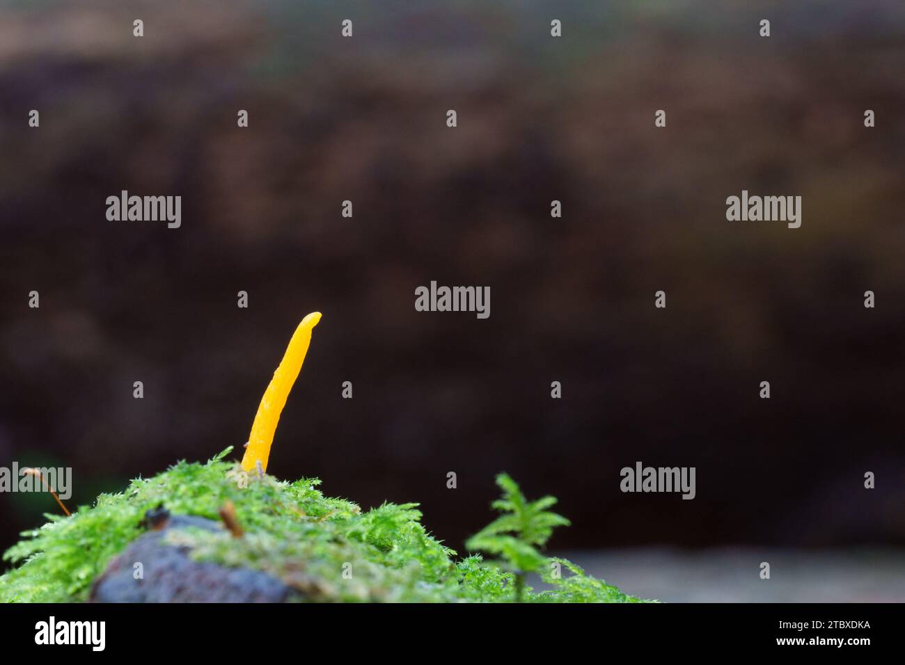 yellow fingers of fungi Stock Photo - Alamy