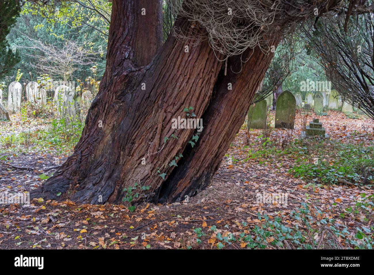 Tree southampton old cemetery hi-res stock photography and images - Alamy