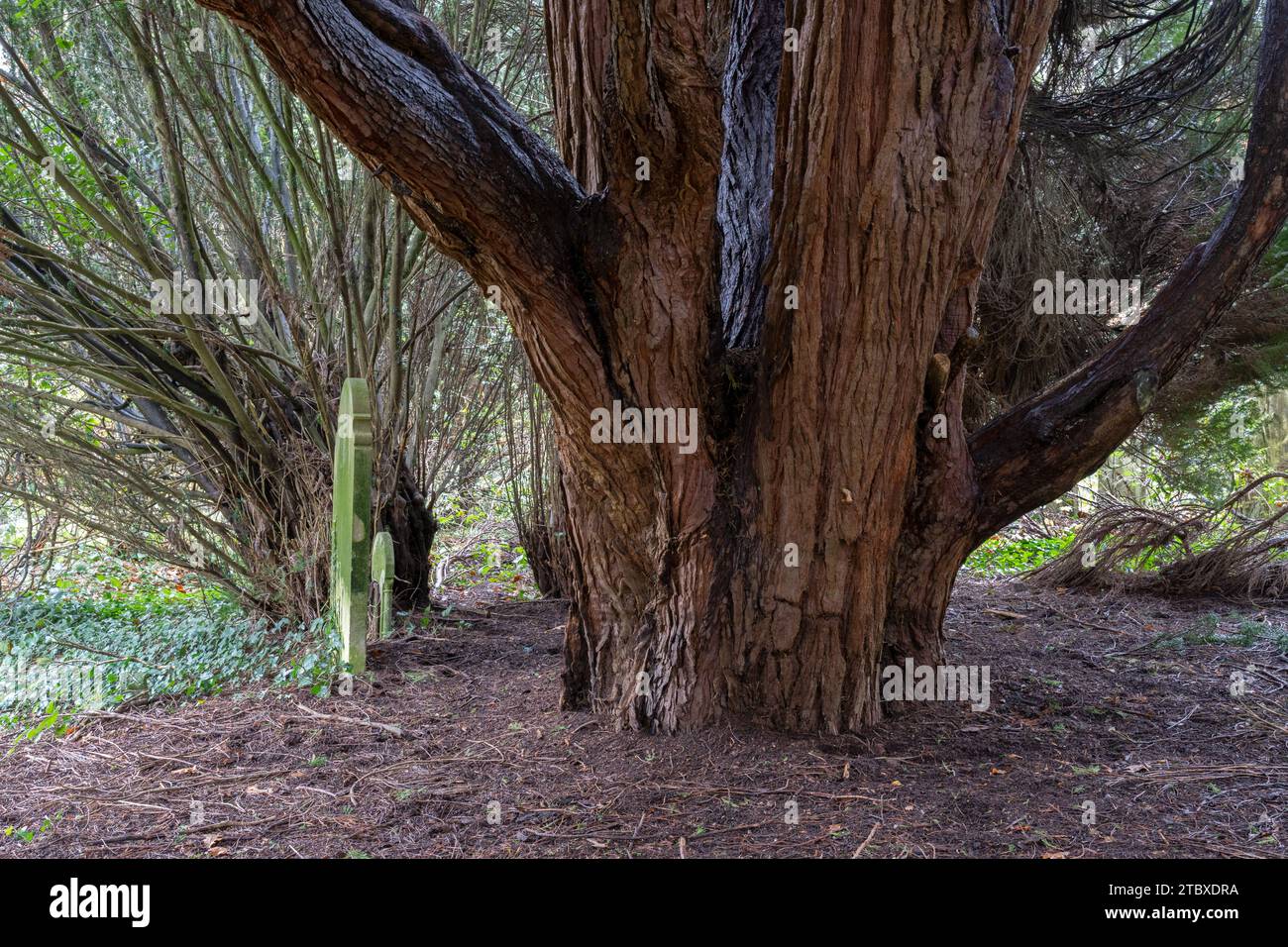 Yew tree in Southampton Old Cemetery Stock Photo - Alamy
