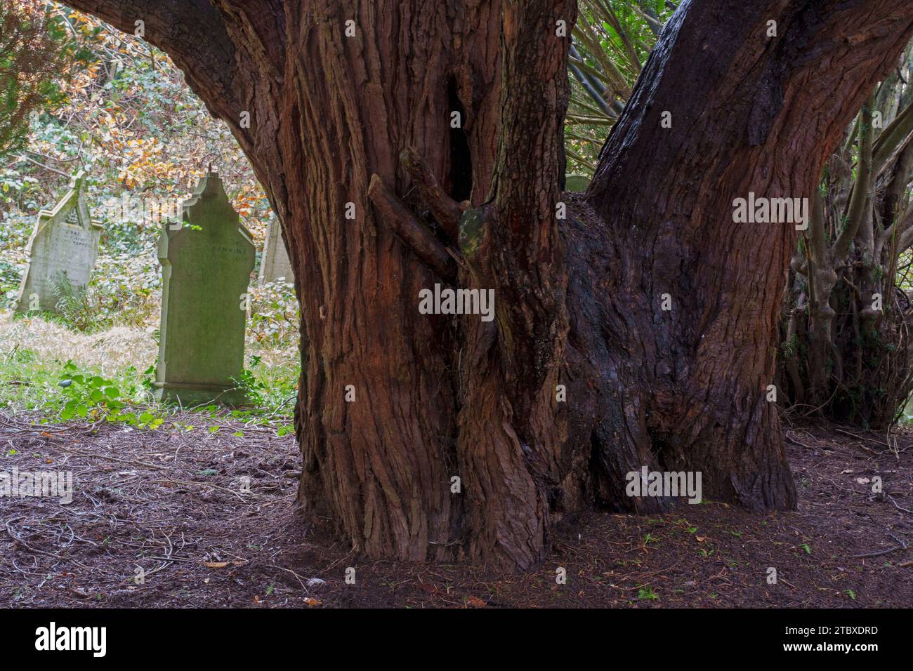 Yew tree in Southampton Old Cemetery Stock Photo - Alamy