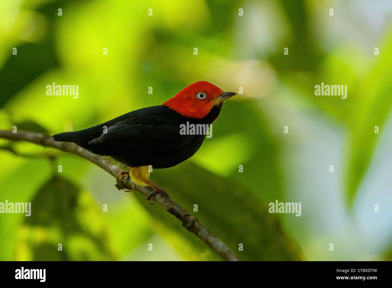 Red-capped manakin is a species of bird in the family Pipridae Stock ...