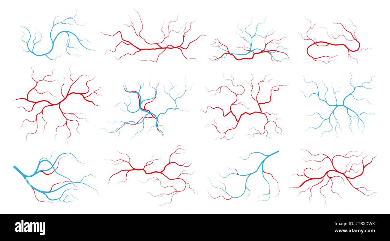 Veins and arteries. Human vascular system and blood vessels, red ...