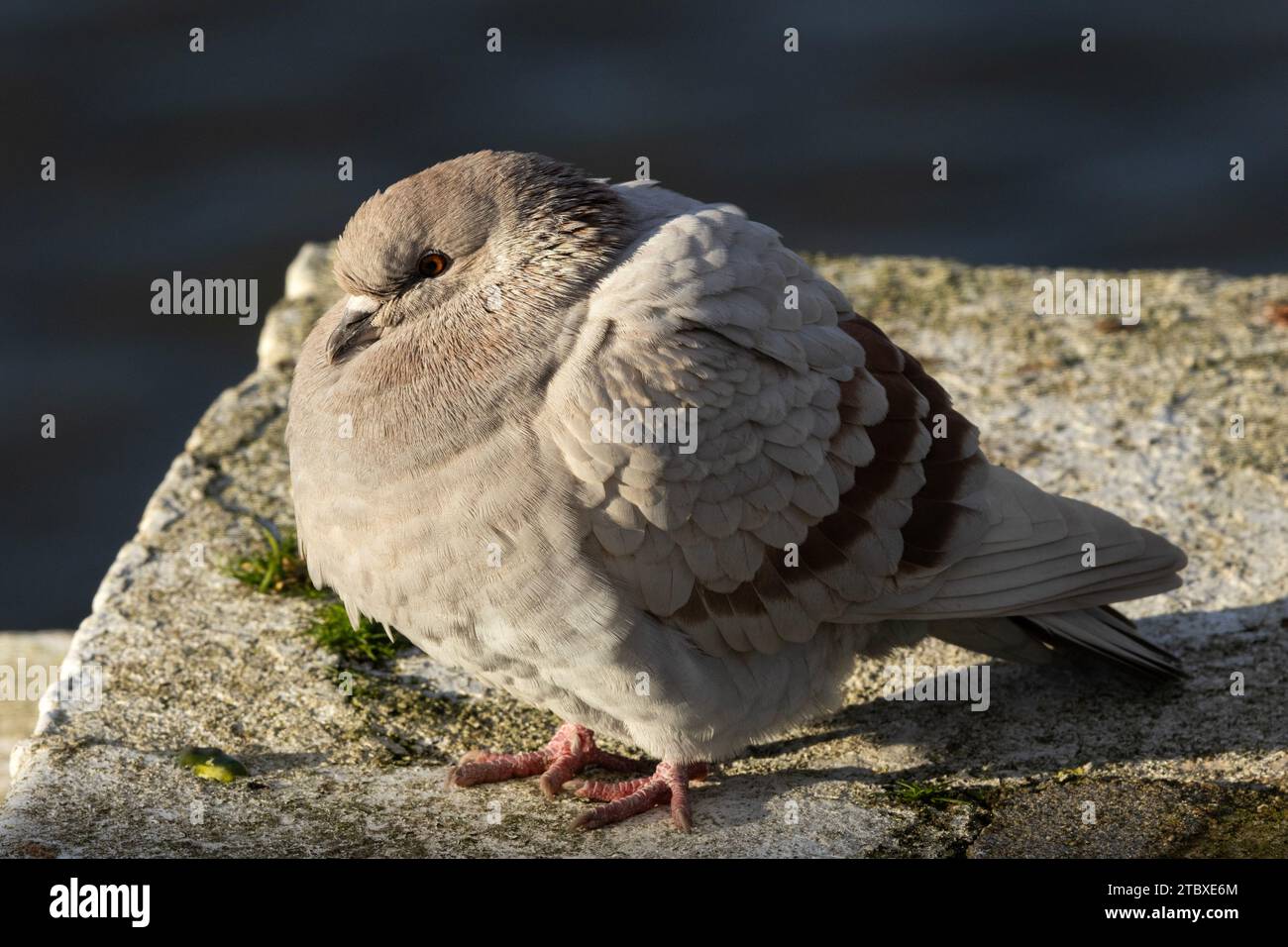 One of the first birds to be domesticated by Man, the Rock Pigeon was ...