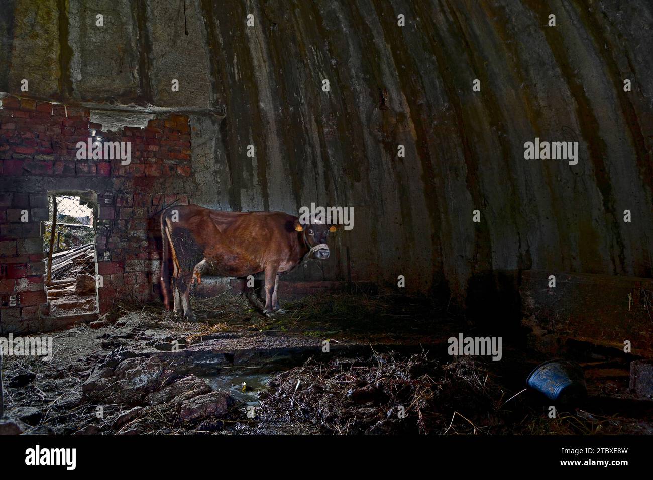 Maqenet hi-res stock photography and images - Alamy
