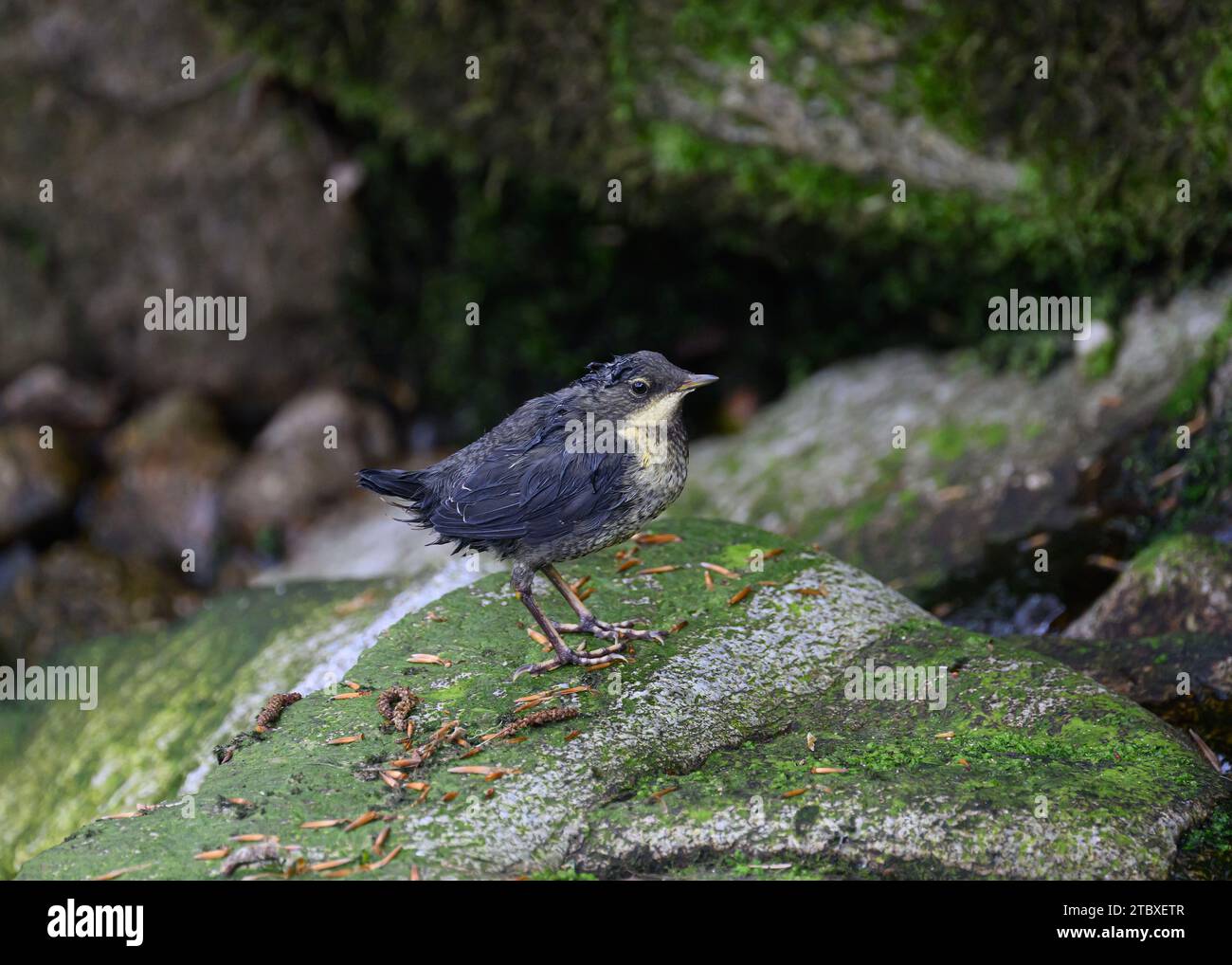 Dipper (Cinclus cinclus gularis), newly fledge young on small burn ...