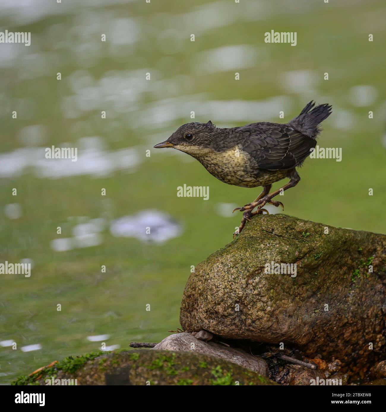 Dipper (Cinclus cinclus gularis), newly fledge young on small burn ...
