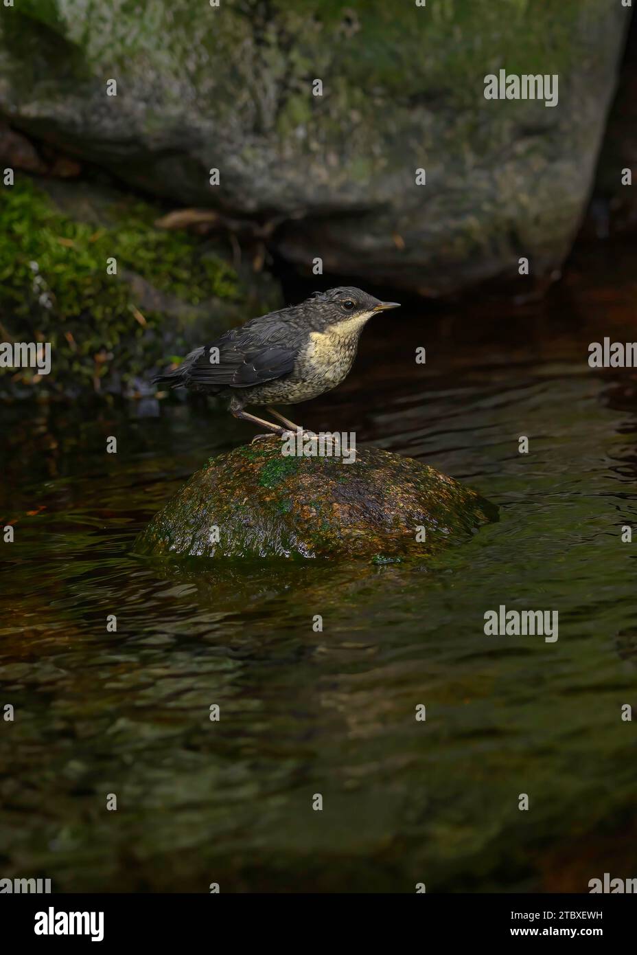 Dipper (Cinclus cinclus gularis), newly fledge young on small burn ...