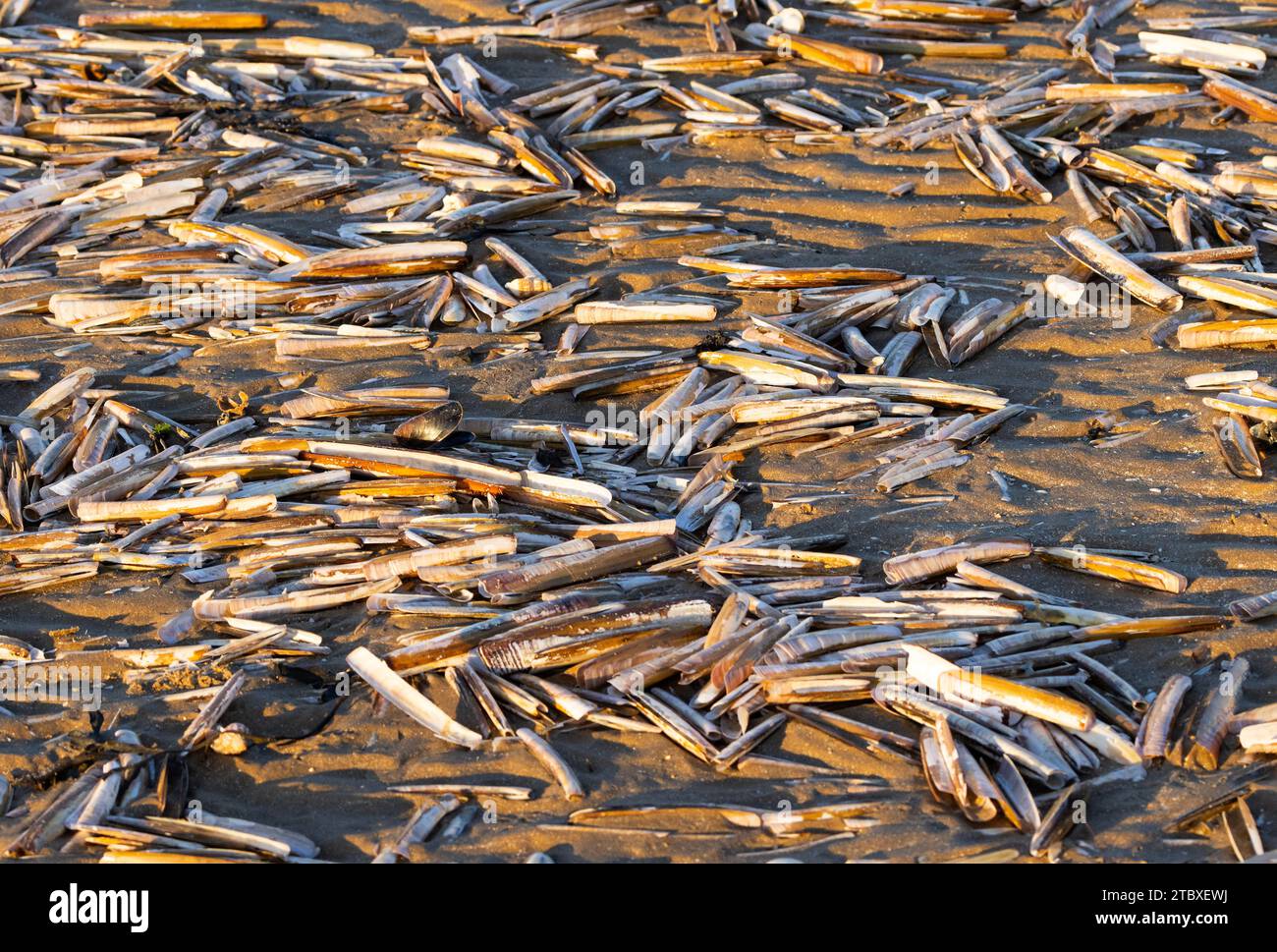 A winter storm has washed up a mass of dead seashells, predominantly ...