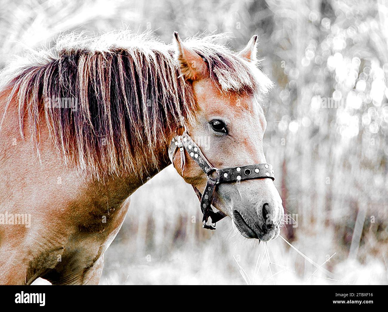 The small bodied, greek, Skyrian horse is one of the rarest horse ...
