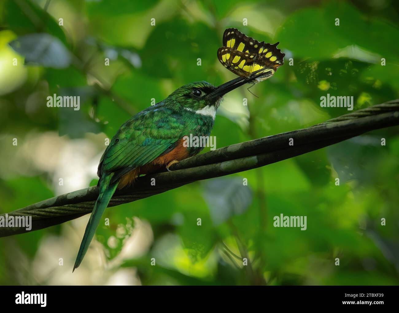 The rufous-tailed jacamar (Galbula ruficauda) with a butterfly in its ...