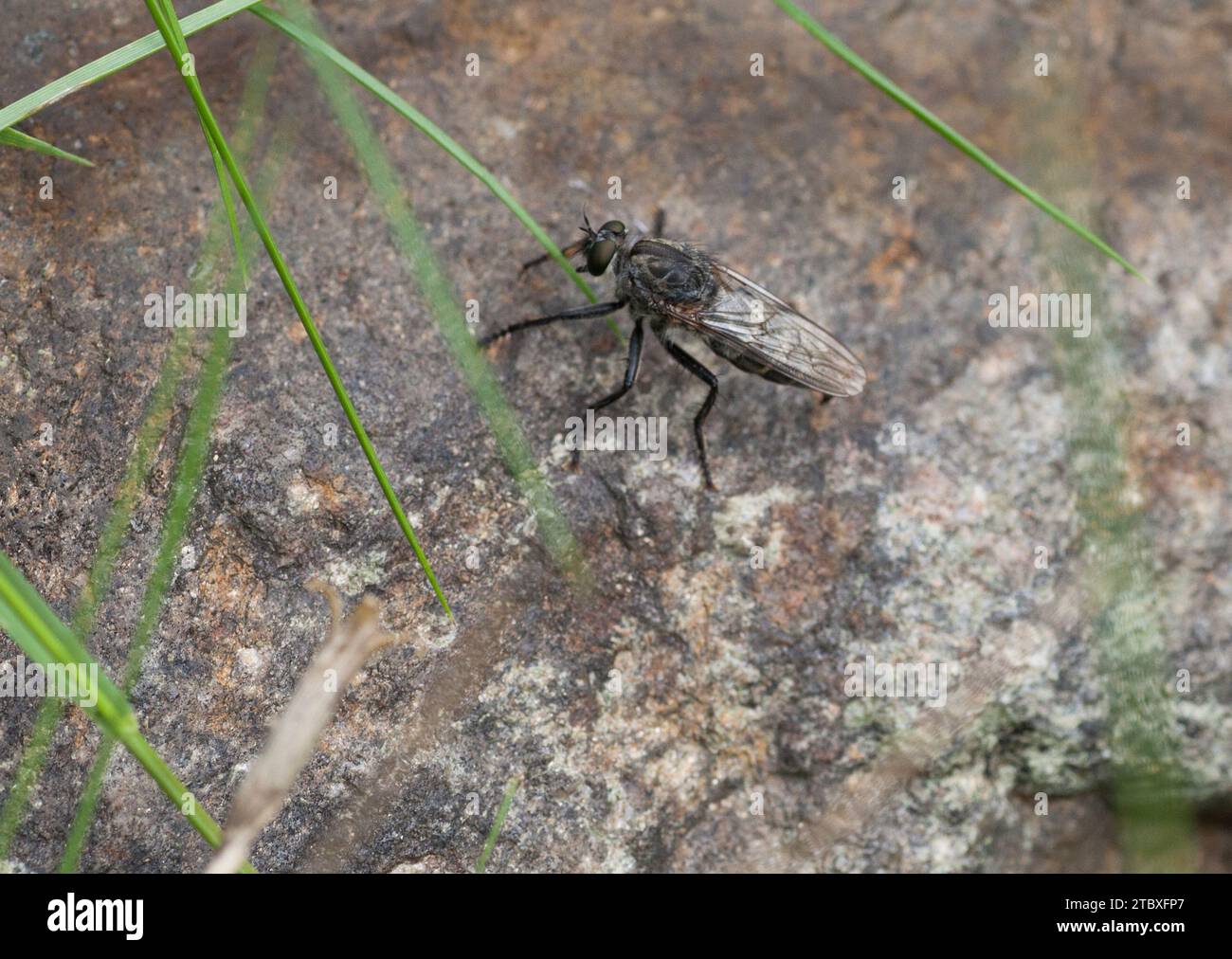 Asilidae insect hi-res stock photography and images - Alamy