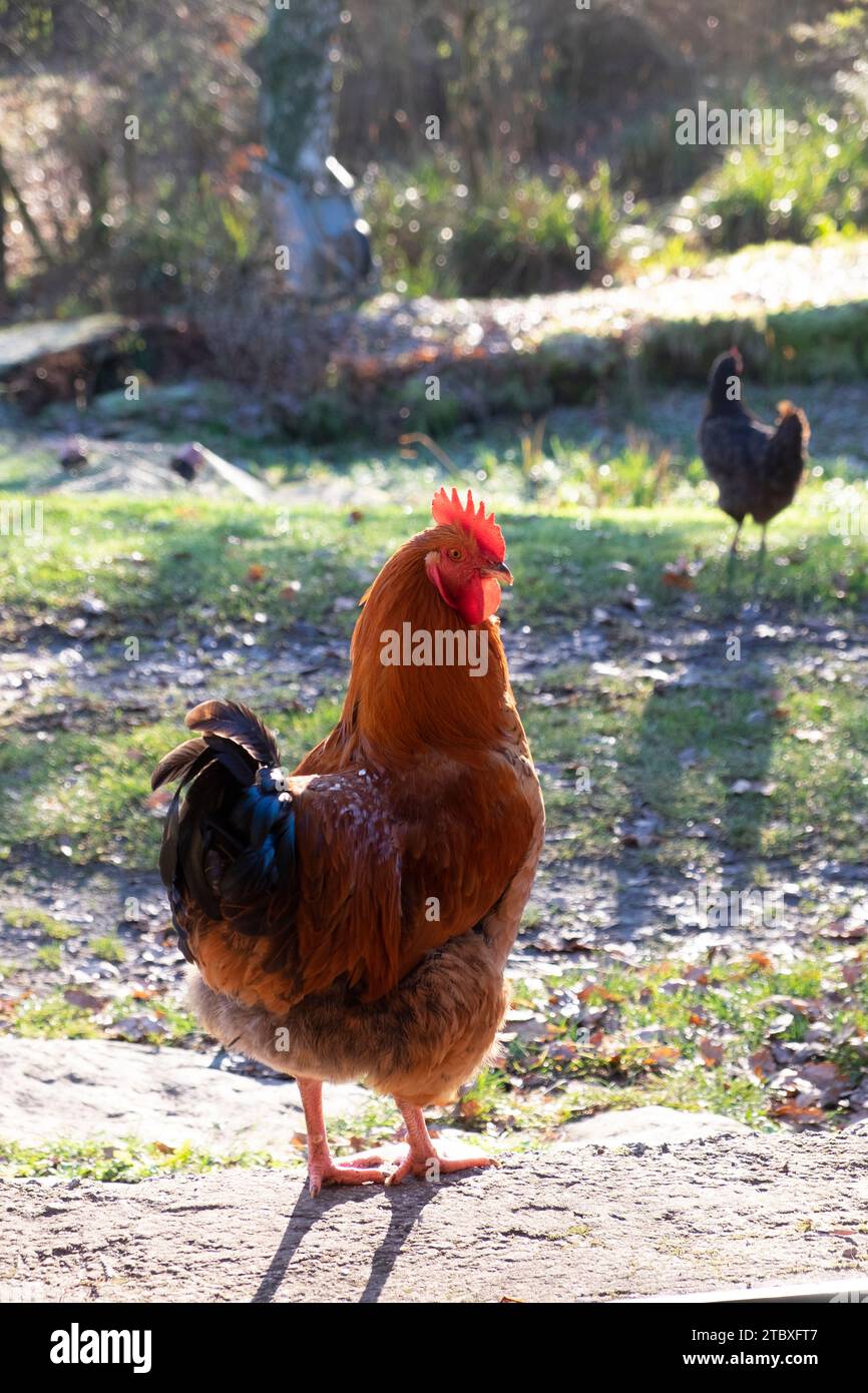 Rhode Island red cross cockerel rooster standing on doorstep of house ...