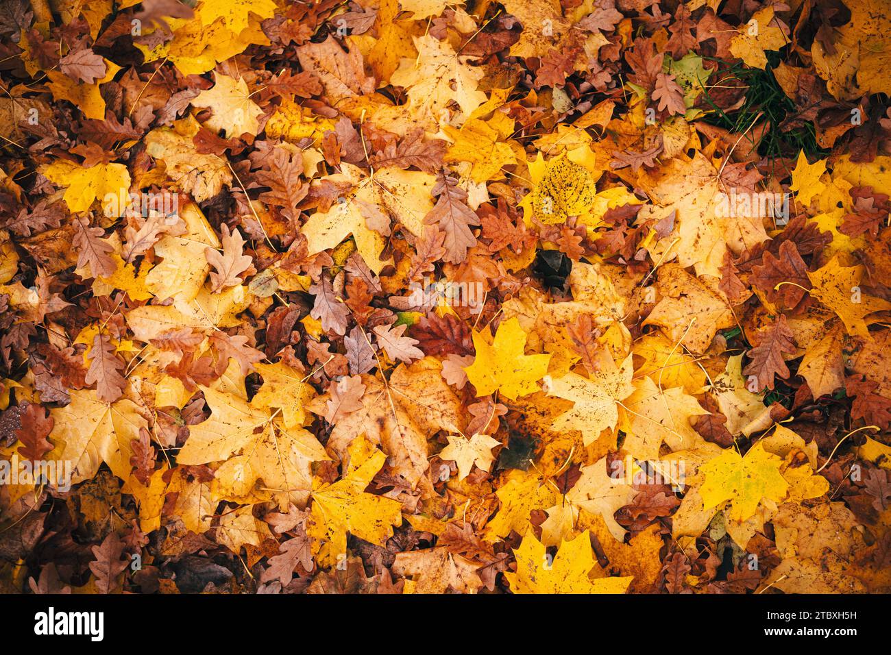 Colorful Collection of Autumn Leaves , close up leaf Stock Photo - Alamy