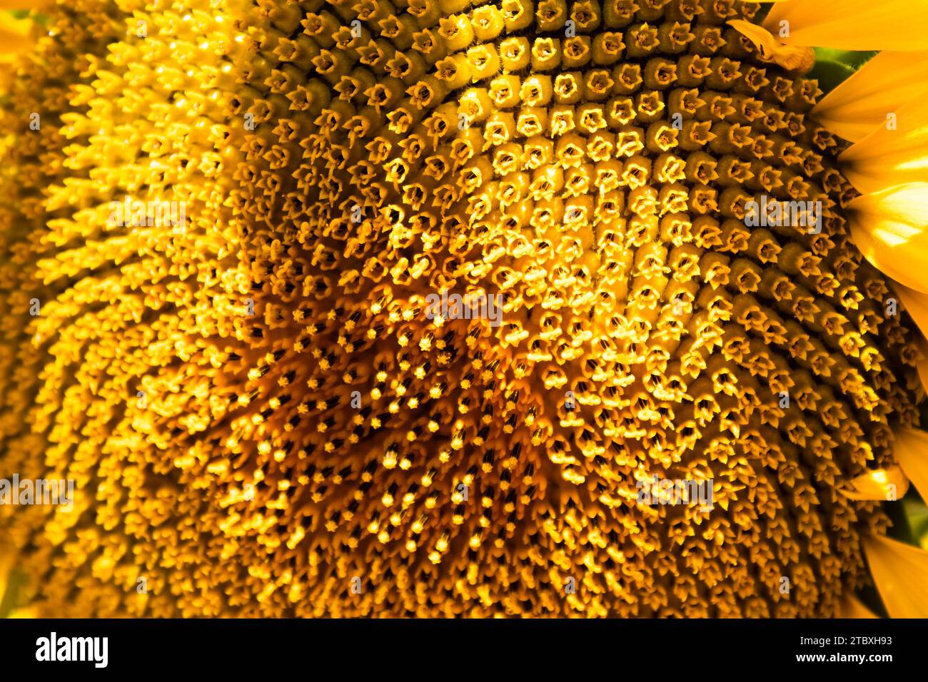 Photograph of the sunflower seeds opening, which will later give rise ...