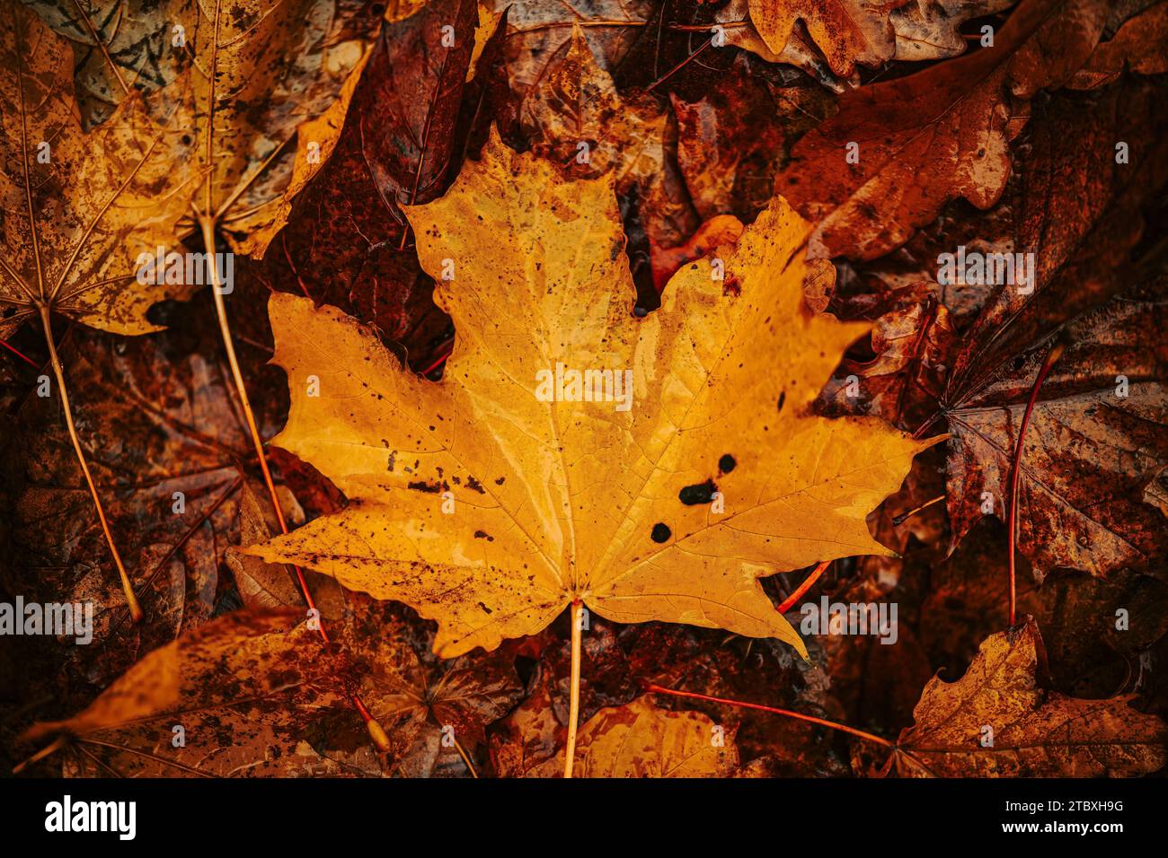 Colorful Collection of Autumn Leaves , close up leaf Stock Photo - Alamy