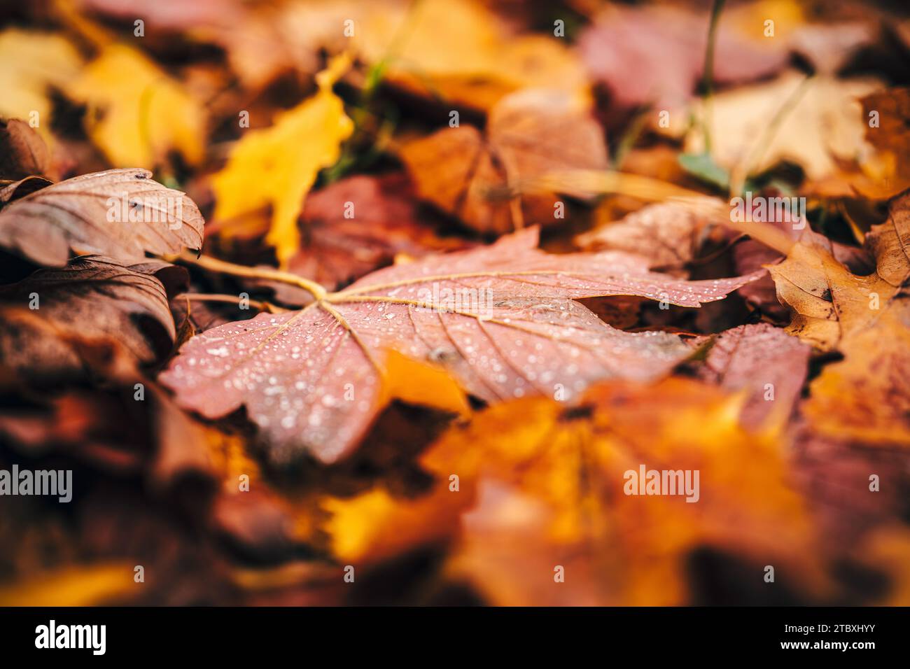 Colorful Collection of Autumn Leaves , close up leaf Stock Photo - Alamy