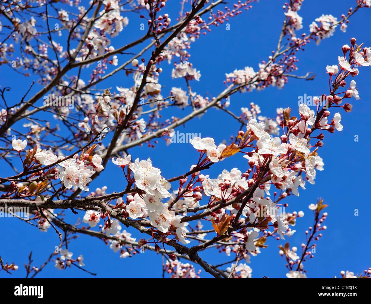 A cherry blossom tree in full bloom, with delicate flowers cascading ...
