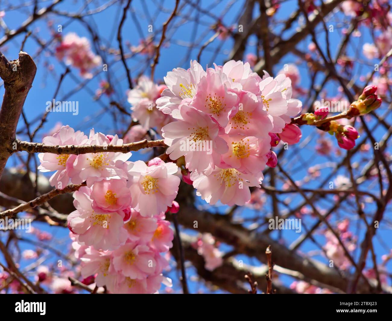 A cherry blossom tree in full bloom, with delicate flowers cascading ...