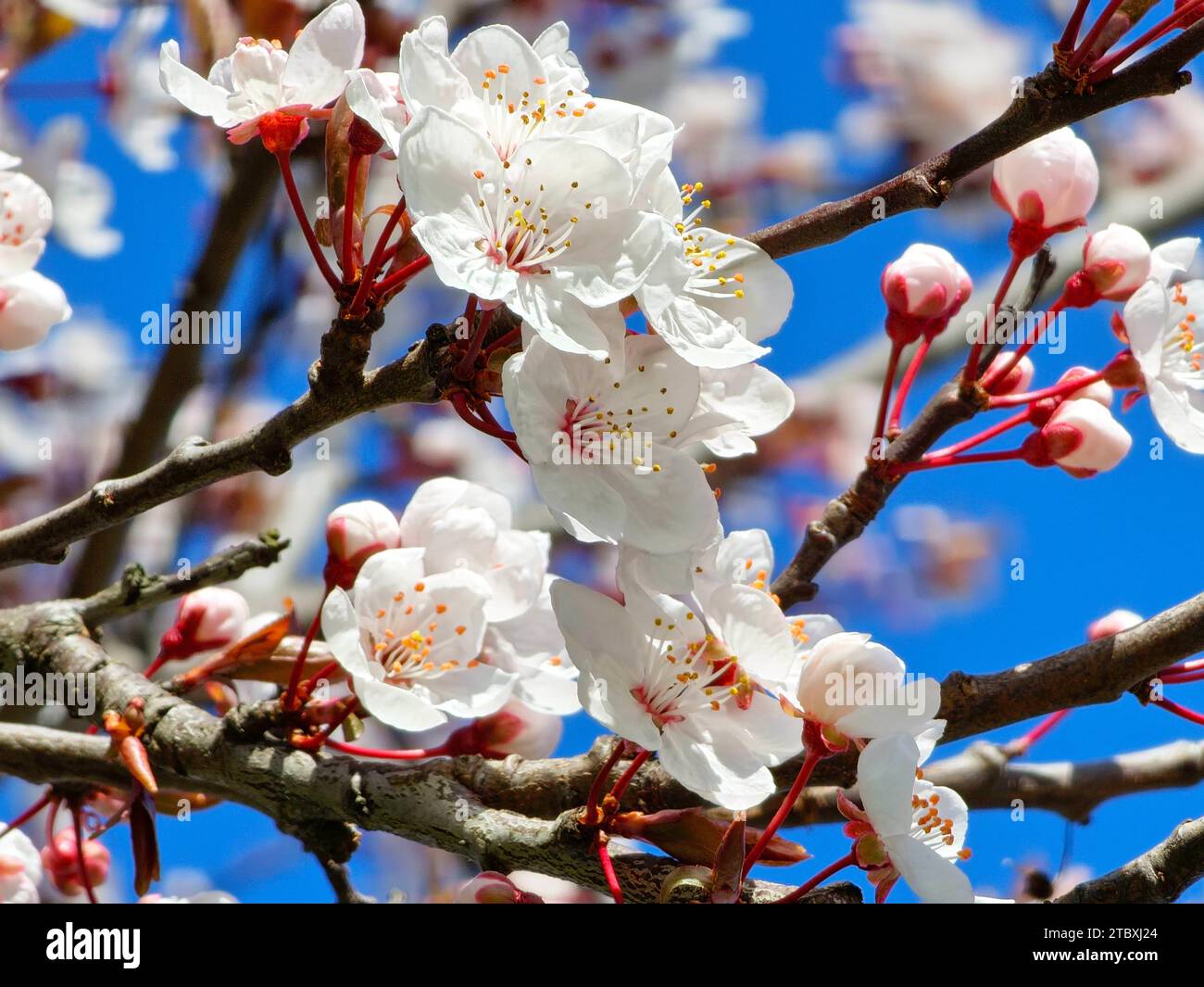 A cherry blossom tree in full bloom, with delicate flowers cascading ...
