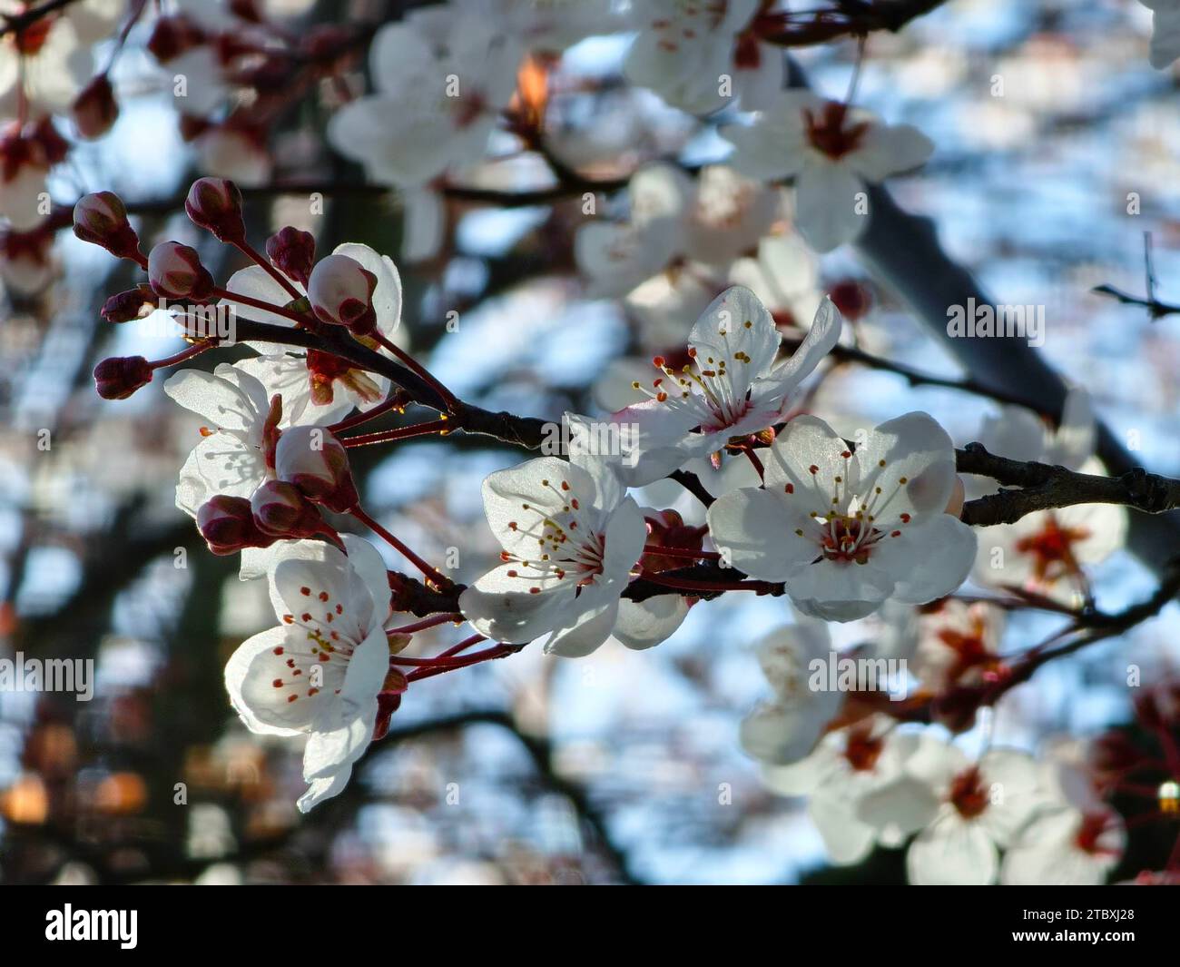 A cherry blossom tree in full bloom, with delicate flowers cascading ...