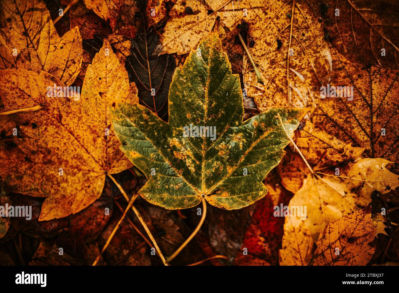 Colorful Collection of Autumn Leaves , close up leaf Stock Photo - Alamy
