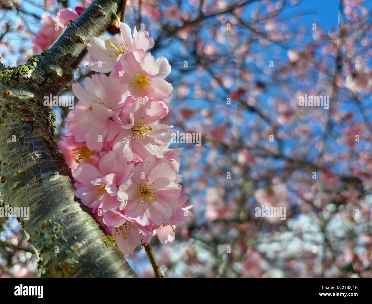 A cherry blossom tree in full bloom, with delicate flowers cascading ...
