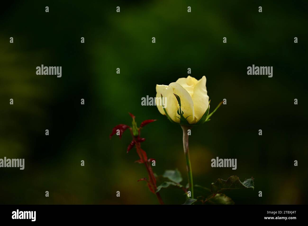 Rose stands hi-res stock photography and images - Alamy